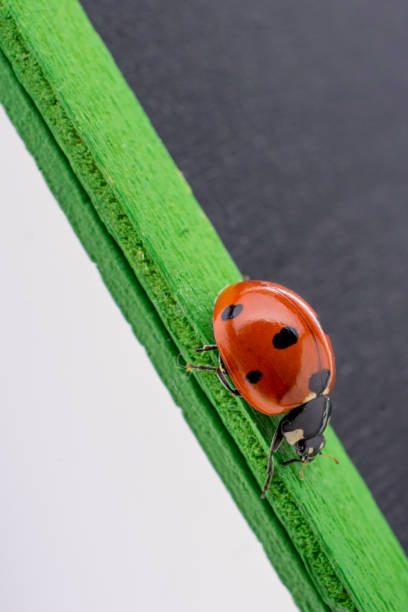 20 Panneau Daffichage Coccinelle Photos Taleaux Et Images Libre De