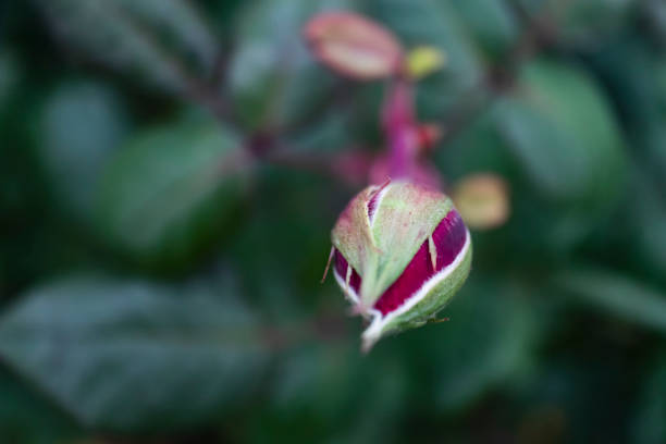 Rose Bud Nature Close - Free photo on Pixabay