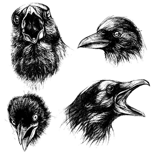 940+ Raven Face Ilustraciones de Stock, gráficos vectoriales libres de ... 940+ Raven Face Ilustraciones de Stock, gráficos vectoriales libres de ...