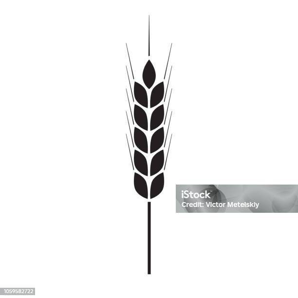 Épis De Blé Ou De Licône De Riz Symbole Agricole Isolé Sur Fond Blanc