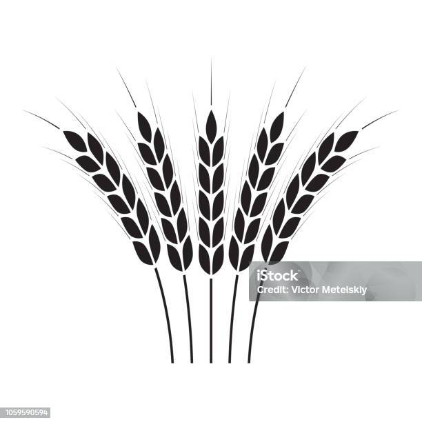 Épis De Blé Ou De Licône De Riz Symbole De La Culture Sur Fond Blanc