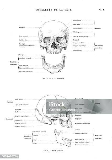 Illustration De Lanatomie Du Corps Humain Du Livre Dart Français