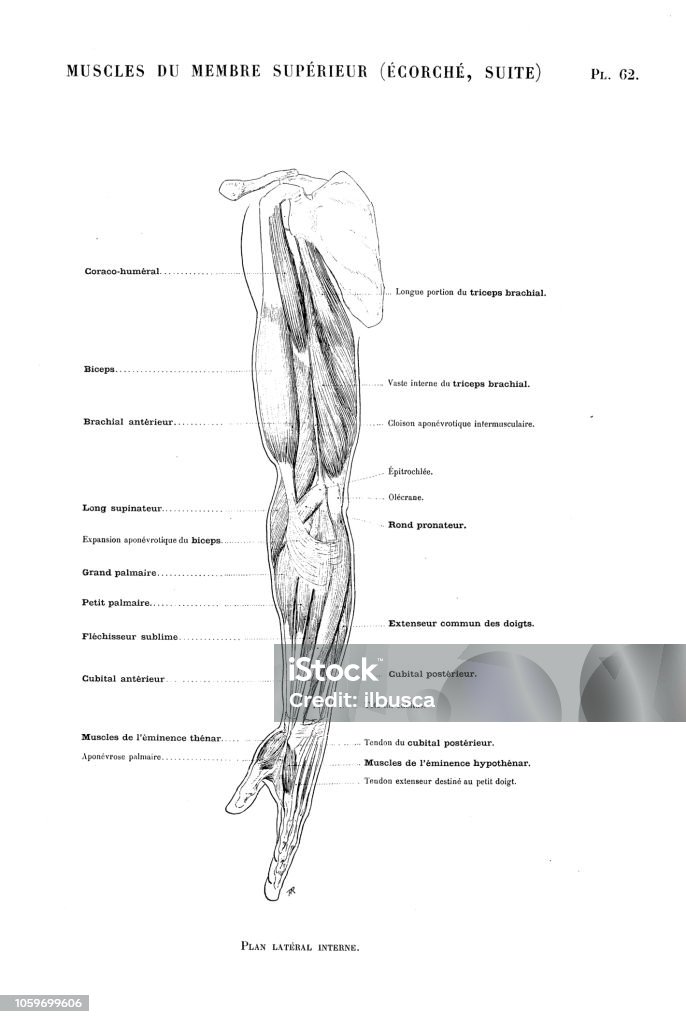 Illustration De Lanatomie Du Corps Humain Du Livre Dart Français