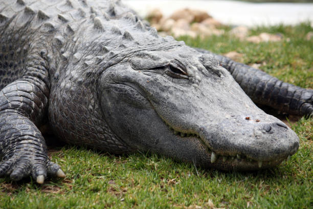 240+ Lazy Crocodile Stock Photos, Pictures & Royalty-Free Images - iStock 240+ Lazy Crocodile Stock Photos, Pictures & Royalty-Free Images - iStock