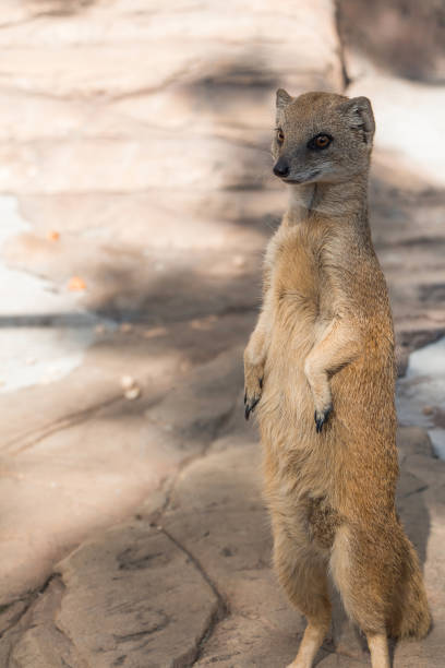 100+ Inquisitive Red Meerkat Stock Photos, Pictures & Royalty-Free ... 100+ Inquisitive Red Meerkat Stock Photos, Pictures & Royalty-Free ...