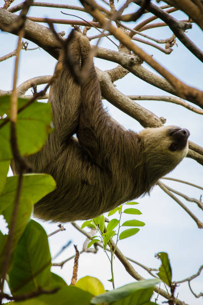 60+ Fotos, Bilder und lizenzfreie Bilder zu Southern Two Toed Sloth ... 60+ Fotos, Bilder und lizenzfreie Bilder zu Southern Two Toed Sloth ...