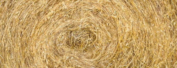 Free Stock Photo of Textured view of a hay bale close-up | Download ...