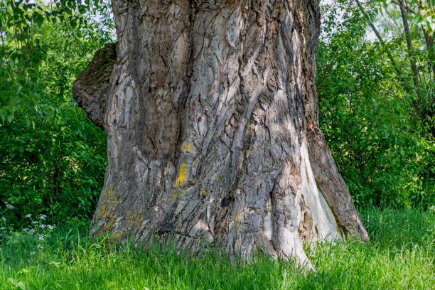 Free large tree stups stock photos. Download the best free large tree ...