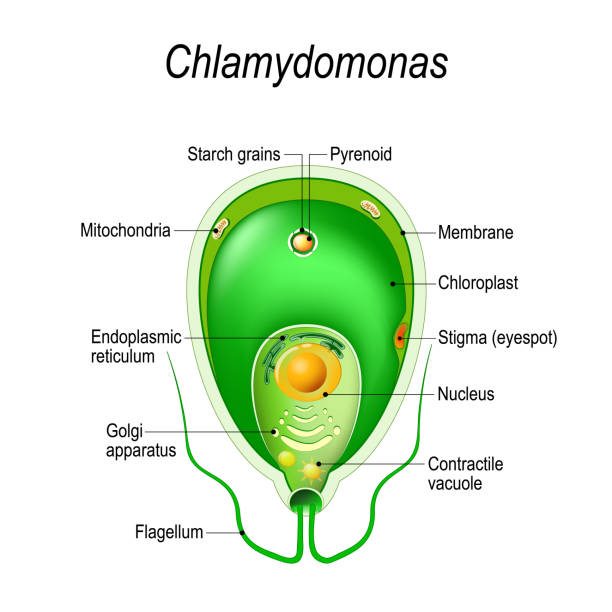 190 Chlamydomonas Reinhardii Illustrations Royalty Free Vector Graphics And Clip Art Istock