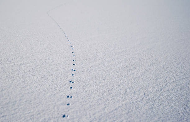 5,900+ Animal Footprints In Snow Stock Photos, Pictures & Royalty-Free ... 5,900+ Animal Footprints In Snow Stock Photos, Pictures & Royalty-Free ...