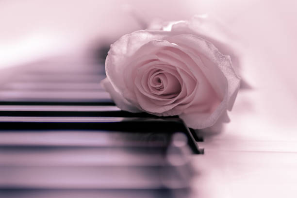 Piano Rose Pictures | Download Free Images on Unsplash