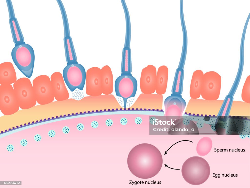 Vetores De Fertilização Humana Do Diagrama De Espermatozoide E Óvulo E