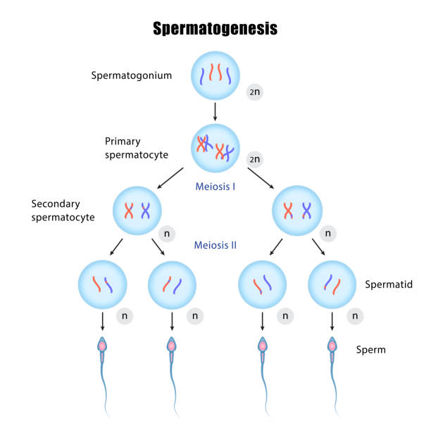 Perhatikan Diagram Proses Spermatogenesis Berikut - IMAGESEE Perhatikan Diagram Proses Spermatogenesis Berikut - IMAGESEE