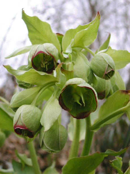 220+ Helleborus Foetidus Stock Photos, Pictures & Royalty-Free Images ... 220+ Helleborus Foetidus Stock Photos, Pictures & Royalty-Free Images ...