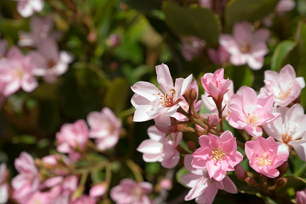 10+ Indian Hawthorne Stock Photos, Pictures & Royalty-Free Images - iStock 10+ Indian Hawthorne Stock Photos, Pictures & Royalty-Free Images - iStock