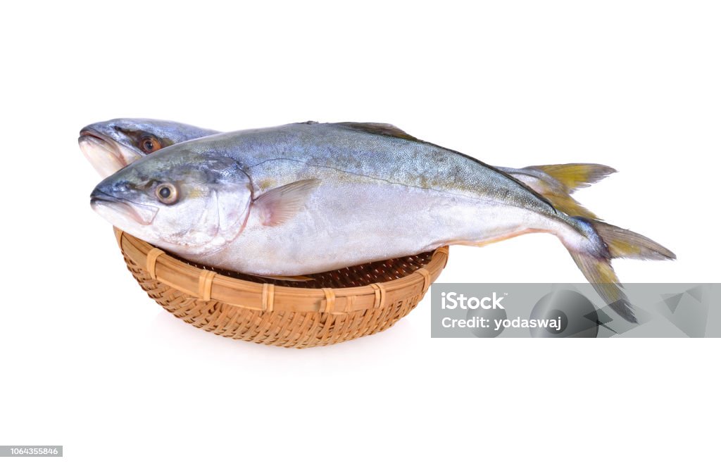 Ikan Yellowtail Bulat Utuh Atau Ikan Hamachi Di Keranjang Dengan Latar ... Ikan Yellowtail Bulat Utuh Atau Ikan Hamachi Di Keranjang Dengan Latar ...