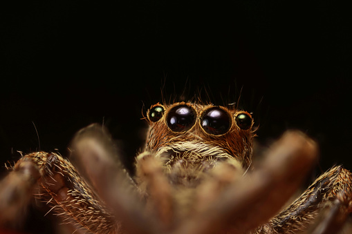 Makro Mata Labalaba Yang Melompat Foto Stok - Unduh Gambar Sekarang ... Makro Mata Labalaba Yang Melompat Foto Stok - Unduh Gambar Sekarang ...