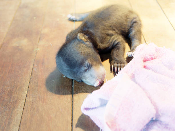 Sun Bear Pictures | Download Free Images on Unsplash