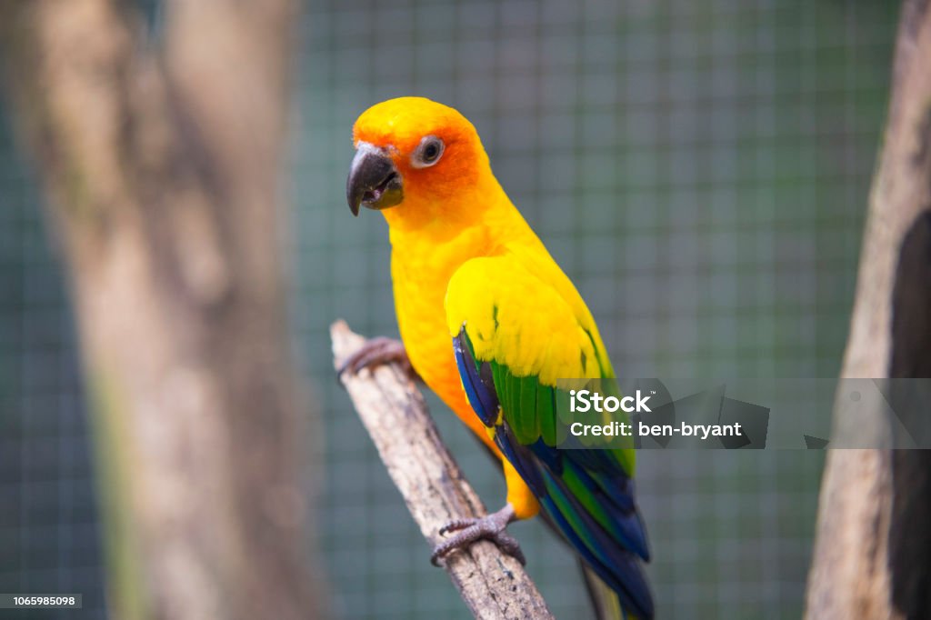 Burung Burung Beo Sun Conure Yang Indah Foto Stok - Unduh Gambar ... Burung Burung Beo Sun Conure Yang Indah Foto Stok - Unduh Gambar ...