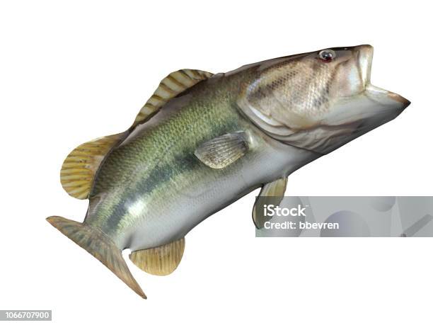 Pose Besar Mulut Besar Bass Ikan Bass Air Tawar 3d Render Foto Stok Unduh Gambar Sekarang Istock