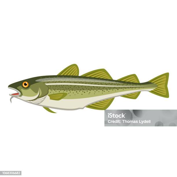 Cod Ilustrasi Stok - Unduh Gambar Sekarang - Ikan kod, Pollock - Ikan ... Cod Ilustrasi Stok - Unduh Gambar Sekarang - Ikan kod, Pollock - Ikan ...