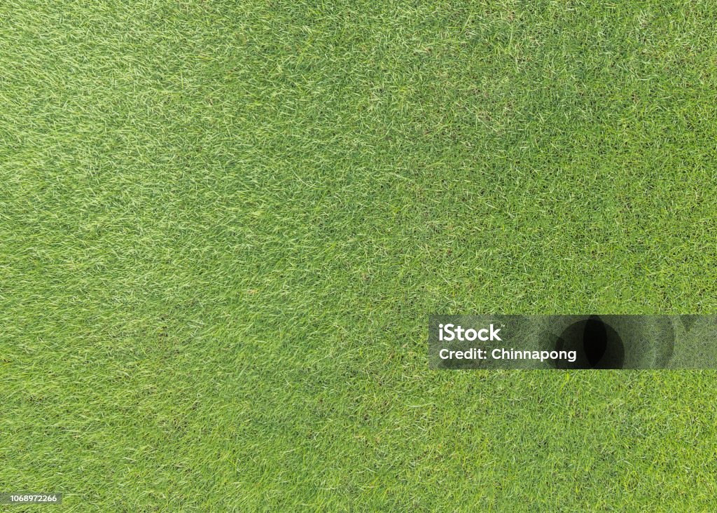 Natural Grass Texture Pattern Background Golf Course Turf Lawn From Top