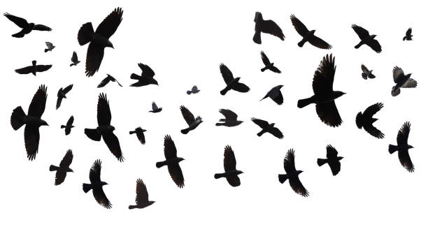Flying Crow Pictures | Download Free Images on Unsplash