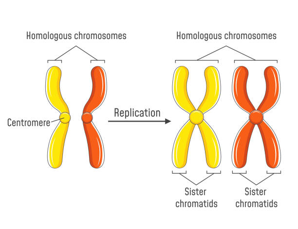Top Homologous Chromosomes Stock Vectors, Illustrations & Clip Art - iStock Top Homologous Chromosomes Stock Vectors, Illustrations & Clip Art - iStock