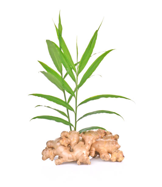 Ginger Plant Pictures | Download Free Images on Unsplash