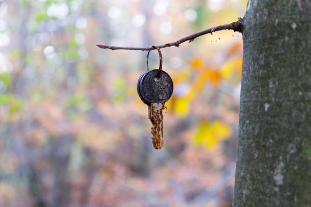 Free Stock Photo of Keys Hanging From a Tree | Download Free Images and ...