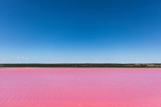 30,000+ Pink Lake Pictures | Download Free Images on Unsplash