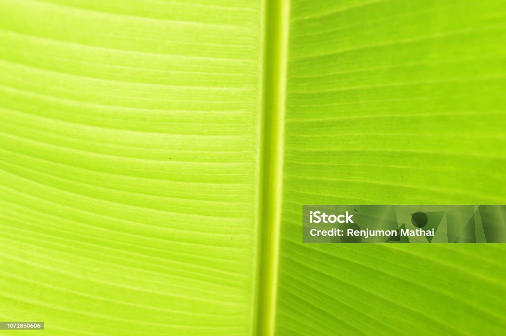 Daun Pisang Warna Hijau Muda Foto Stok Unduh Gambar Sekarang Air