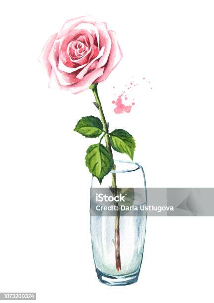 Bunga Mawar Merah Muda Dalam Vas Kaca Ilustrasi Cat Air Yang Digambar ... Bunga Mawar Merah Muda Dalam Vas Kaca Ilustrasi Cat Air Yang Digambar ...