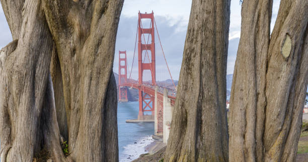 Free Stock Photo of A Glimpse of the Golden Gate Bridge Through Trees ...