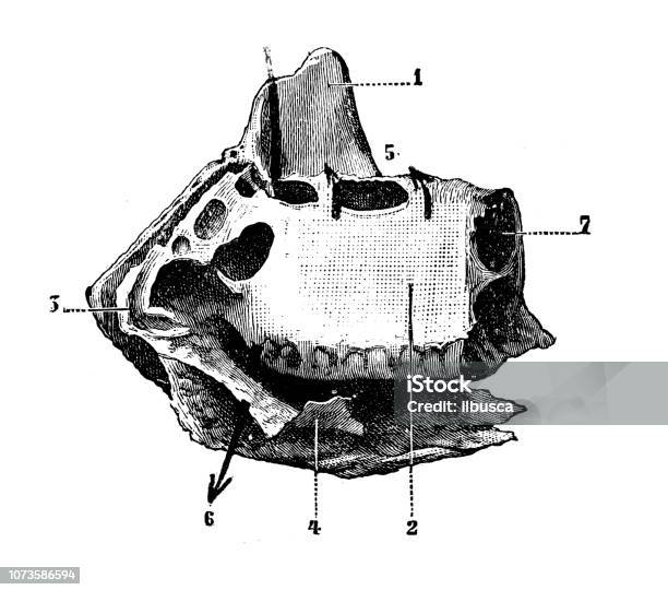 Antique Illustration Des Os De Lanatomie De Corps Humain Crâne Os