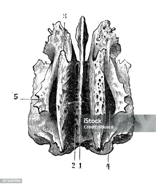 Antique Illustration Des Os De Lanatomie De Corps Humain Crâne Os