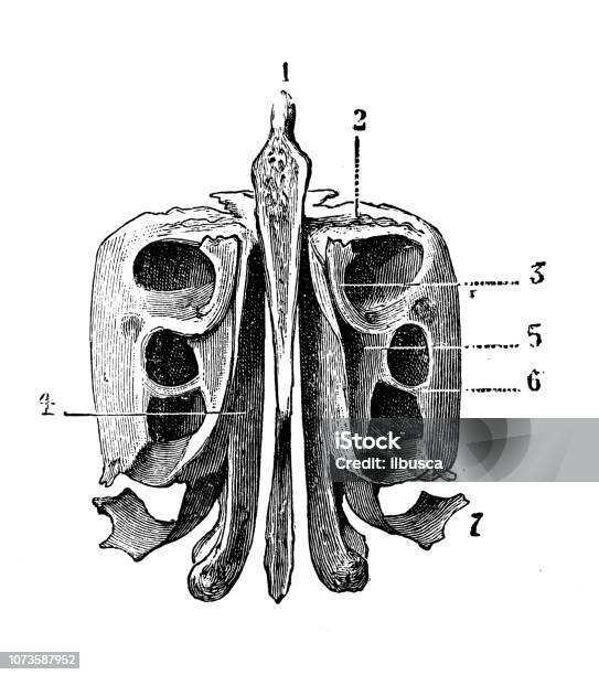 Antique Illustration Des Os De Lanatomie De Corps Humain Crâne Os