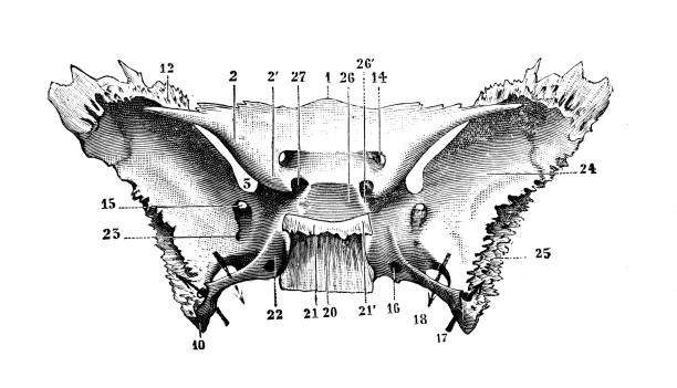 Sphenoid Bone Illustrations Royalty Free Vector Graphics And Clip Art
