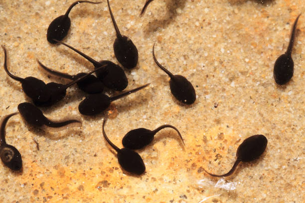 Tadpole Pictures | Download Free Images on Unsplash