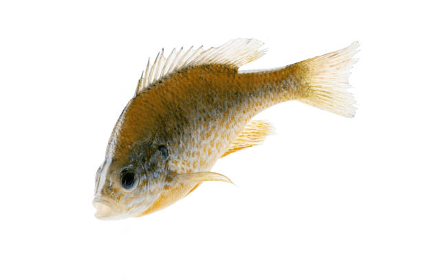 Free picture: bluegill, fish, lepomis macrochirus, freshwater, fish ...