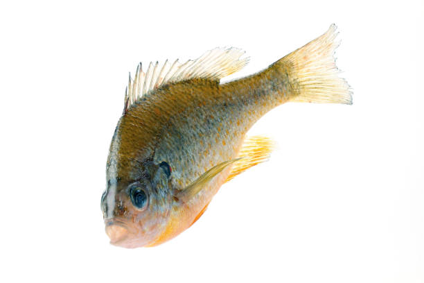 Free picture: bluegill, fish, lepomis macrochirus, freshwater, fish ...
