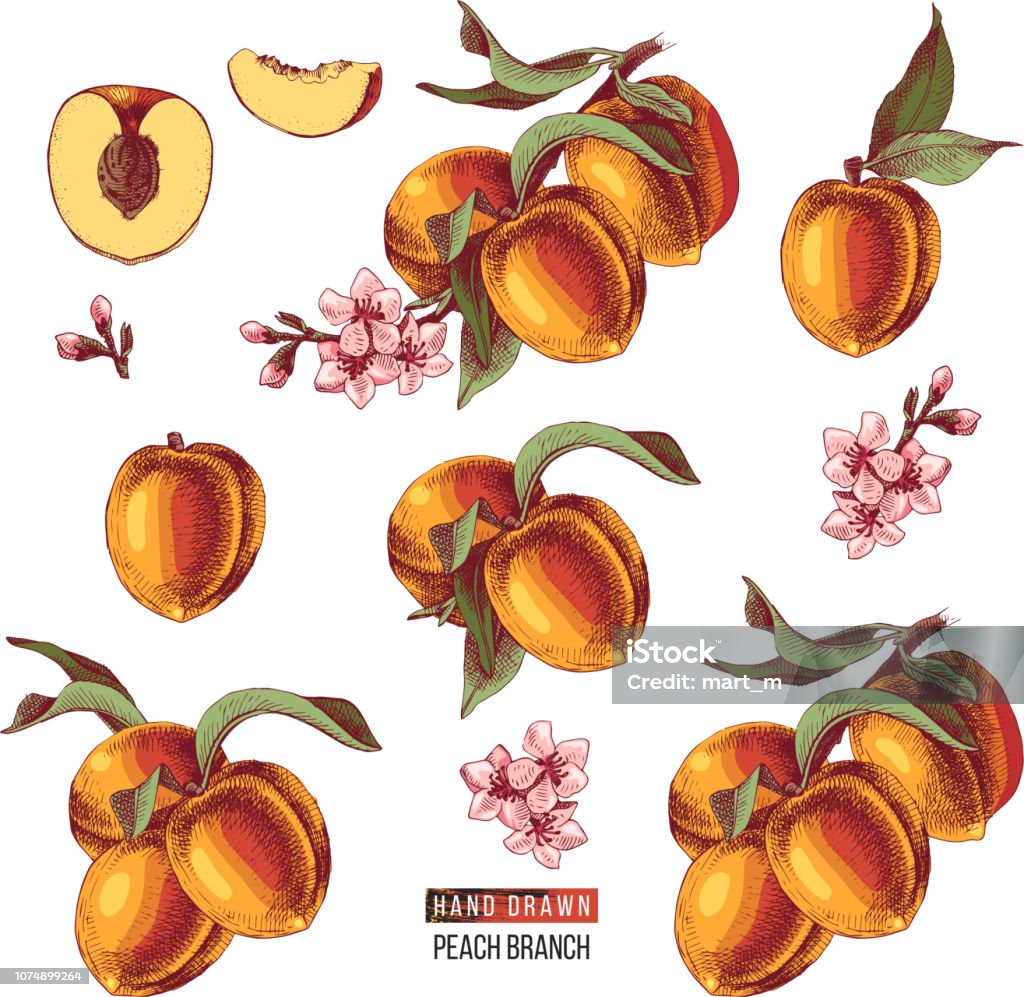 Ilustración De Conjunto De Frutas Durazno Dibujado A Mano Ramas Flores
