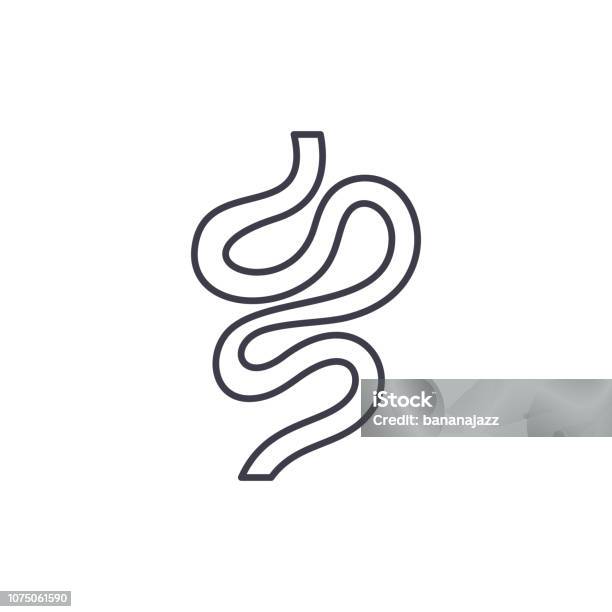 Concept Intestins Line Icône Intestins Vector Illustration Linéaire