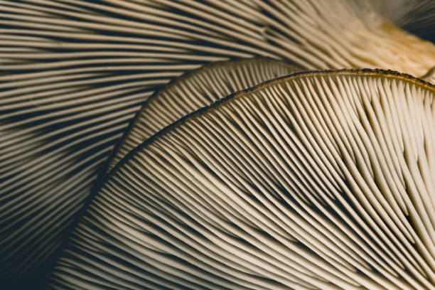 30k+ Mushroom Texture Pictures | Download Free Images on Unsplash