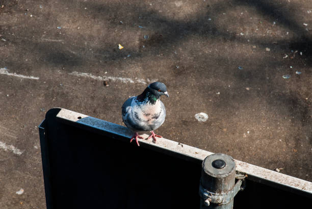 Pegion Pictures | Download Free Images on Unsplash
