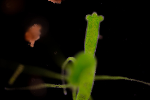 Hydra Adalah Genus Hewan Kecil Air Tawar Dari Phylum Cnidaria Dan ... Hydra Adalah Genus Hewan Kecil Air Tawar Dari Phylum Cnidaria Dan ...