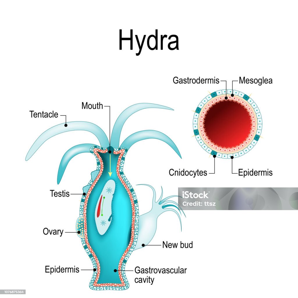 Hydra Anatomy Cnidaria Stock Illustration Download Image Now Sex