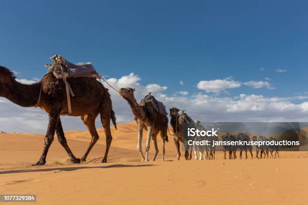 Unta Berjalan Melalui Gurun Di Bagian Barat Gurun Sahara Di Maroko ... Unta Berjalan Melalui Gurun Di Bagian Barat Gurun Sahara Di Maroko ...