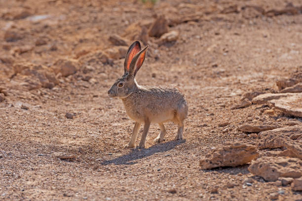 Free picture: black, tailed, jackrabbit