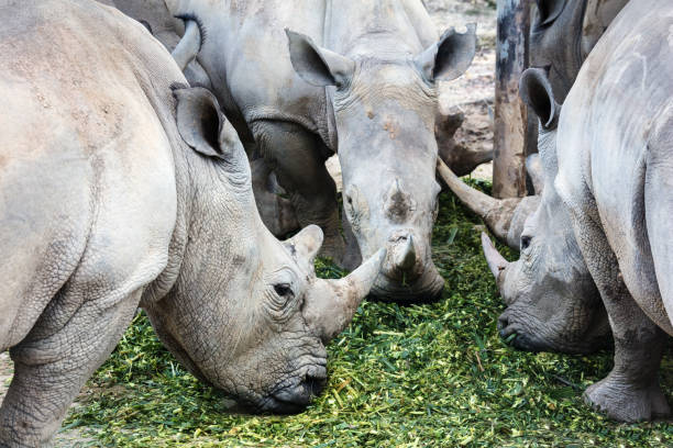 Free Stock Photo of Close Up of a Rhinoceros Eating Grass | Download ...